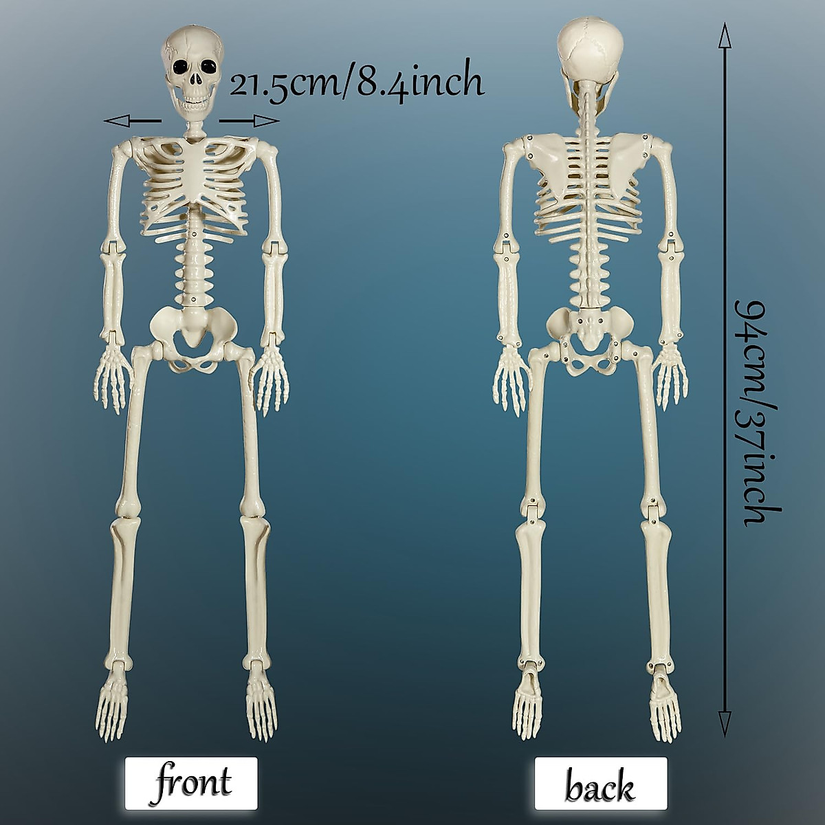 XONOR Halloween Skeleton Full Body Posable Joints , 3ft Human Skeleton Decorations for Party Haunted House Supplies (1pc)