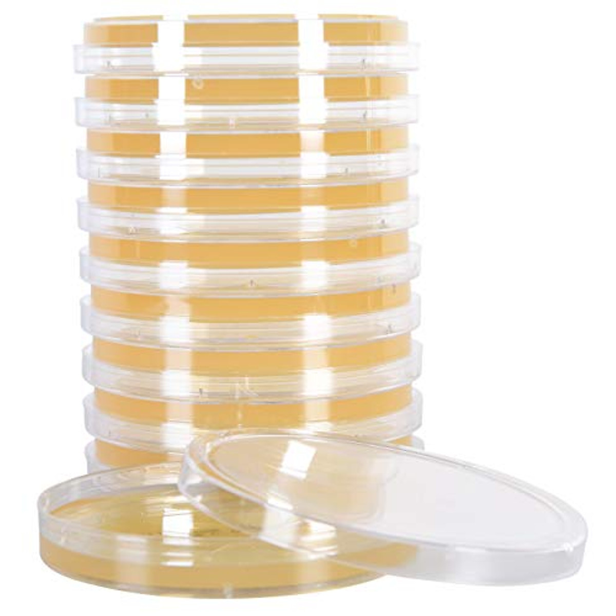 Sabdex (Sabouraud Dextrose) Agar with Chloramphenicol, Deep Fill, 15x100mm Plate, Order by The Package of 10, by Hardy Diagnostics