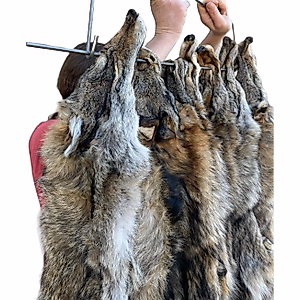 Eastern Coyote Pelt, Tanned (Premium Grade)