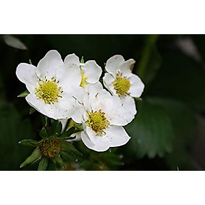 1087-Dwarf Honey Fig (Ficus carica) Seeds by Robsrareandgiantseeds UPC0764425786764 Non-GMO,Organic,Historic,Bonsai, 1087 Package of 5 Seeds