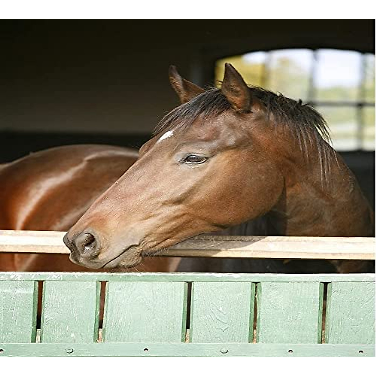 AOLAMIGOD Wall Mount Horse Tie Ring, Cross Tie Rings for Horses, 2 inch Tie Ring Plate Zinc Plated 2 Pack