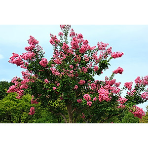 Crape Myrtle Bonsai Tree Seeds - 50 Seeds - Beautiful Flowering Tree - Crape Myrtle