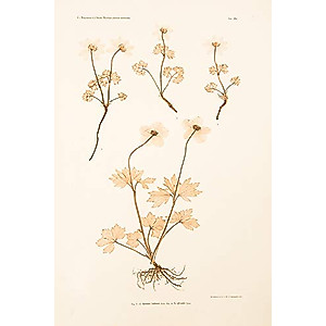 Anemone baldensis; A. sylvestris