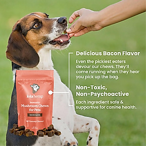 Lolahemp Mushroom Supplement for Dogs - Tasty Chews with Organic Mushroom Complex for Immune System & Cognitive Health - Turkey Tail, Reishi, Shiitake, Maitake & Lion's Mane