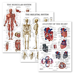 Palace Learning 3 Pack - Muscle + Skeleton + Heart Anatomy Poster Set - Muscular and Skeletal System Anatomical Charts - Laminated - 18" x 27"