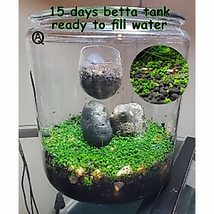 Fresh Water Aquarium Live Plants Foreground Seeds or Carpeting in Planted Fish Tank. Safe for Shrimps, Betta, Goldfish, and Guppies.