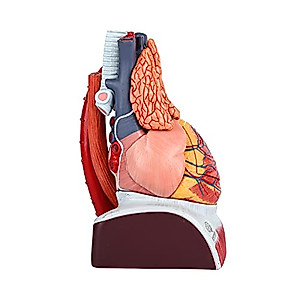 Evotech Deluxe Human Heart Model with Thymus Gland & Diaphram Base, 10 Parts 1.5X Life Size Large Anatomical Heart Model for Classroom and Cardiology Study