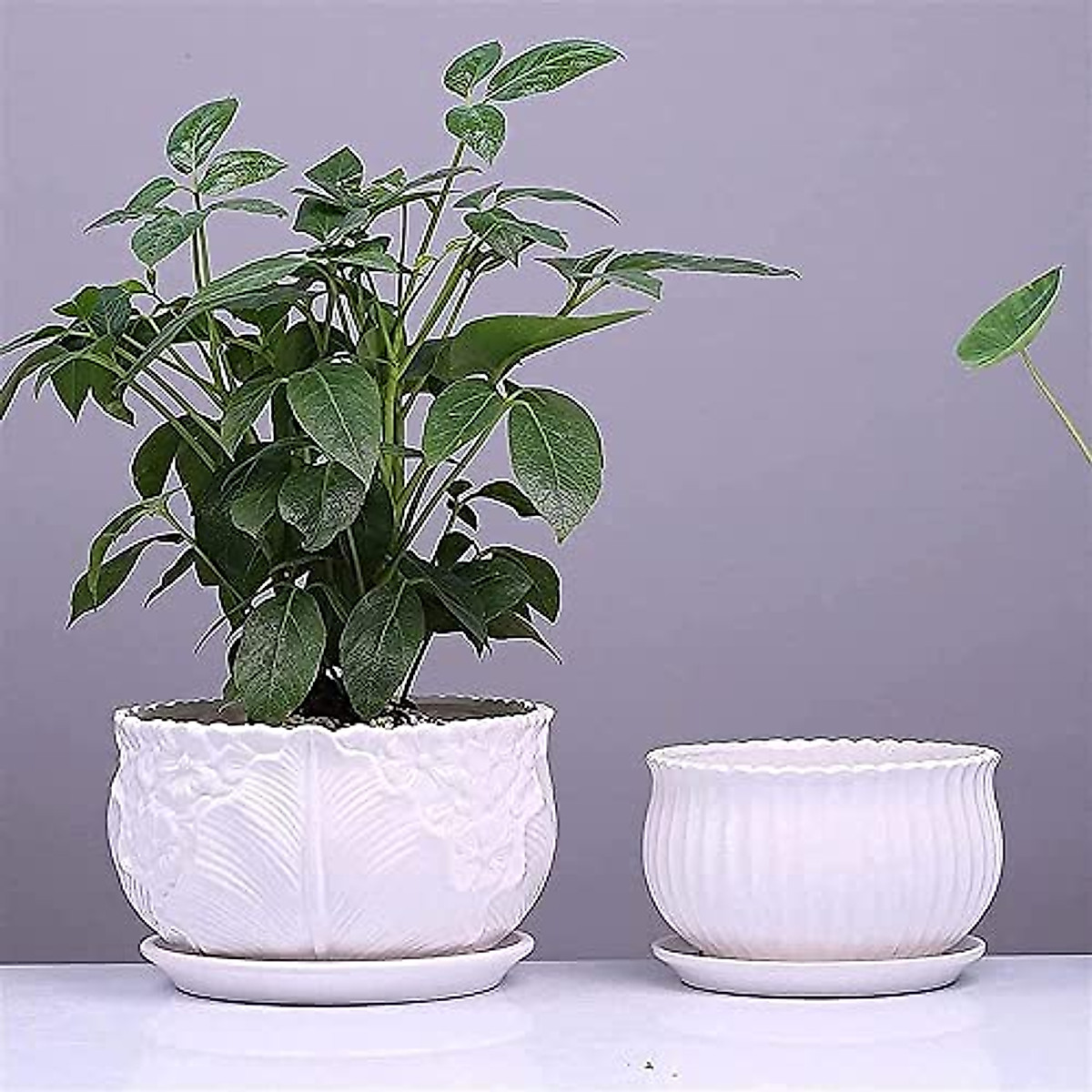 Miikoo1 White Flower Pot Outdoor Ceramic Bonsai Planter Indoor Desktop Balcony Simple Personality Plant Pot with Drainage Hole and Tray, Home Balcony Green Plants Bonsai