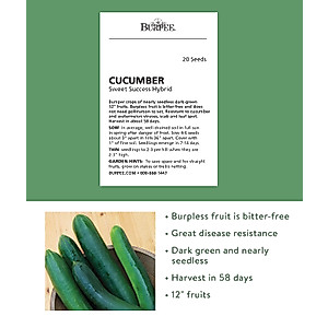 Burpee Sweet Success Slicing Cucumber Seeds 20 seeds