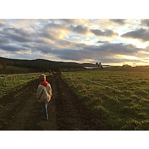 Maple Hill Crea mery, 100% Grass Fed Kefir, Plain, Organic 32 Ounce