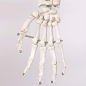 Axis Scientific Classic Human Skeleton with Study, Numbering Guide, and Hanging Stand