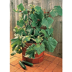 Burpee Salad Bush Slicing Cucumber Seeds 30 seeds