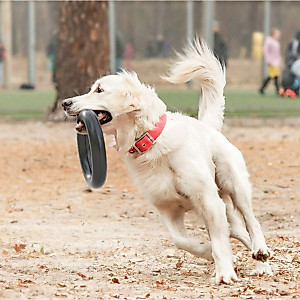 WeTest Dog Chew Circle Toys for Aggressive Chewers, Durable Non-Toxic Natural Rubber （Orange） (LJ-ZLK-112903)