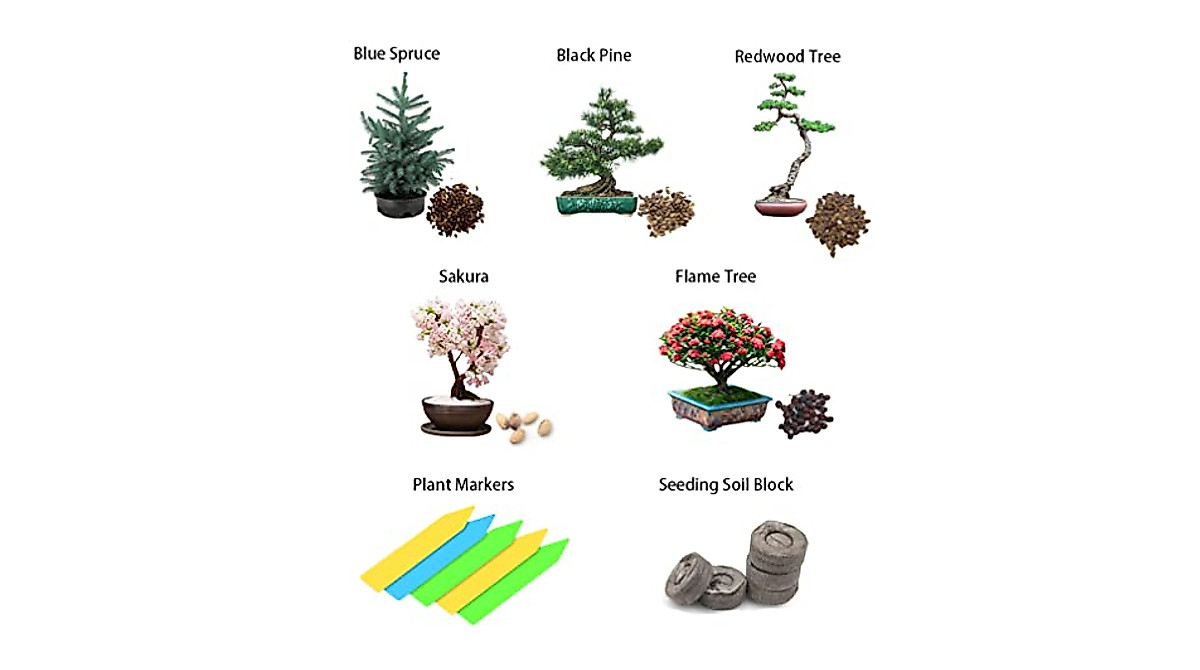 Bonsai Tree Seeds Kit – 5 Varieties for Beginners & Experts