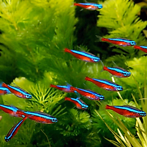 Cardinal Tetra Live Fish (8 Fish Pack) Small Size - Live Fish for Aquarium Exotic Freshwater Live Fish, Live Aquarium Fish, Live Fish, Live Freshwater Fish - Freshwater Fish Live Buy Live Fish