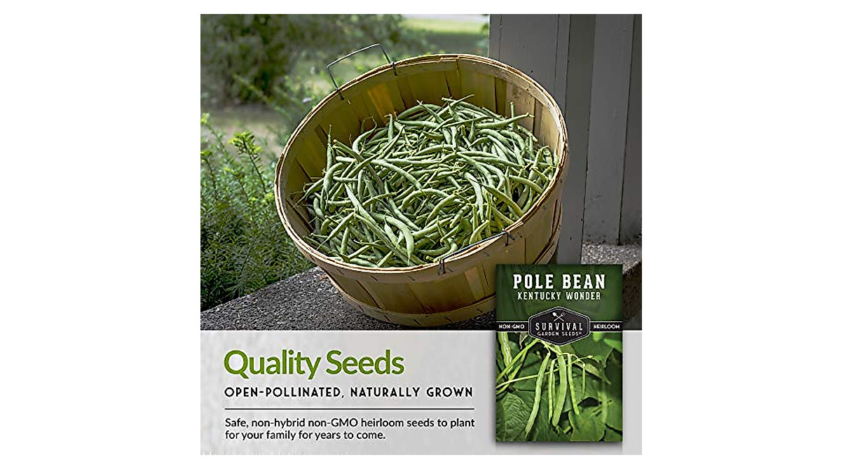 Survival Garden Seeds - Kentucky Wonder Pole Bean Seed for Planting ...