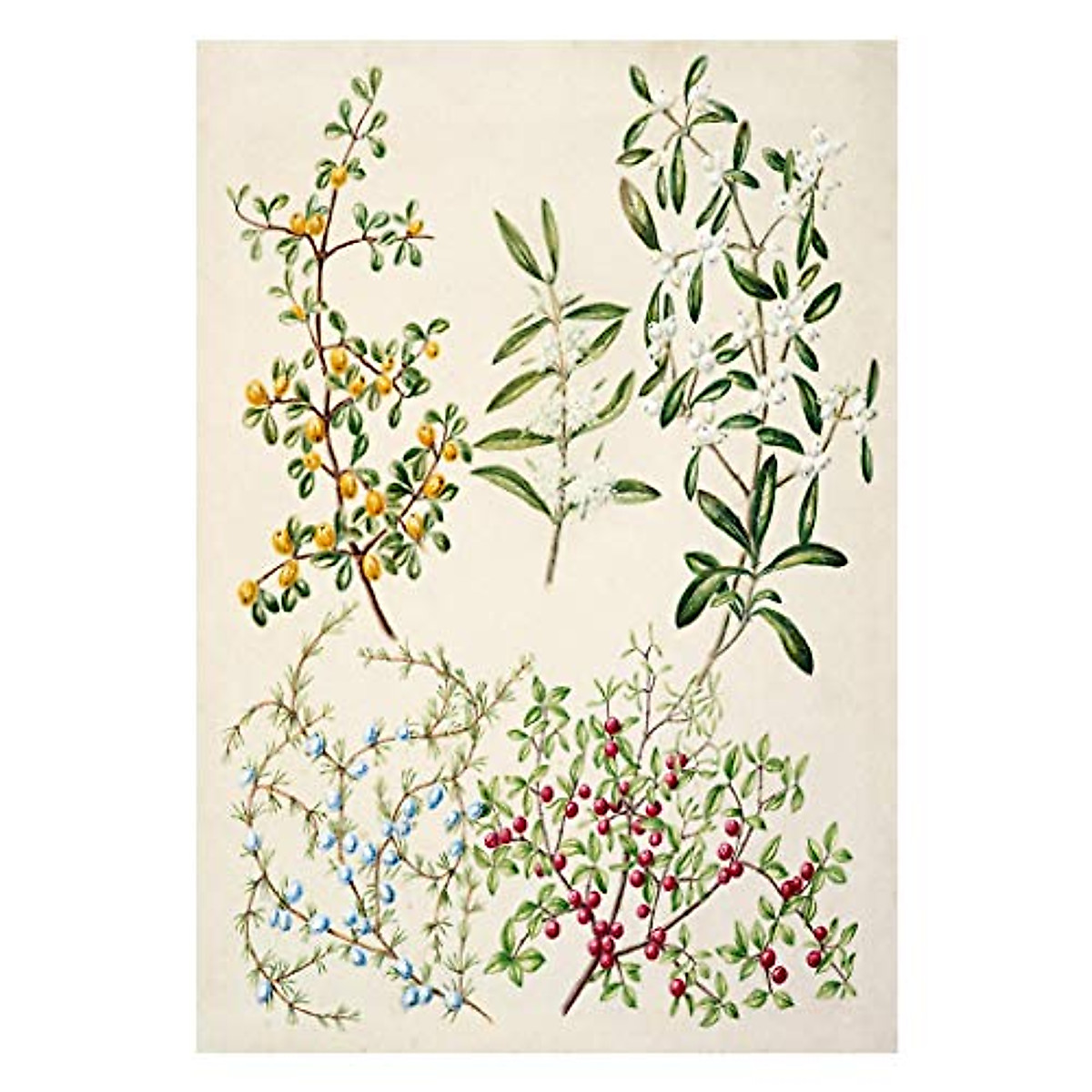 Ink Inc. Botanical Prints Floral Wildflowers Wall Art Prints - Set of 9-5x7- Matte - Unframed