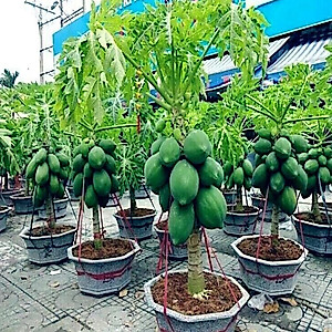KVITER 20 "Dwarf Solo WAIMANALO Tree Seeds - Carica Papaya - Fast Fruit Houseplant - Organic Fruit Tree Seeds Fast Indoor Houseplant