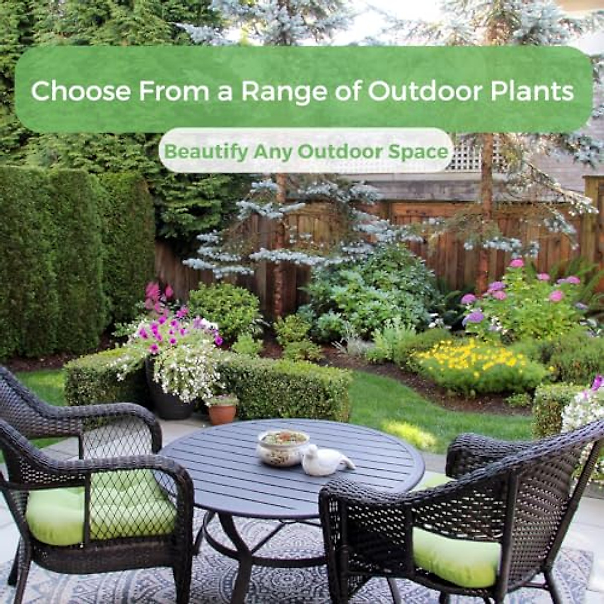 American Plant Exchange Arbequina Olive Tree, 6-Inch Pot, 2.5ft Tall, Self-Pollinating, Live Fruiting Indoor & Outdoor Houseplant, Perfect for Home & Office