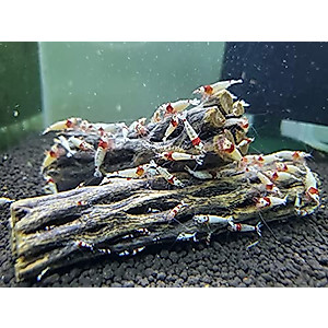 Natural Cholla Wood for Aquarium Decoration, Shrimp, Hermit Crab, Chew Toys for Small Pets (4 Inches Long(Pack of 3))