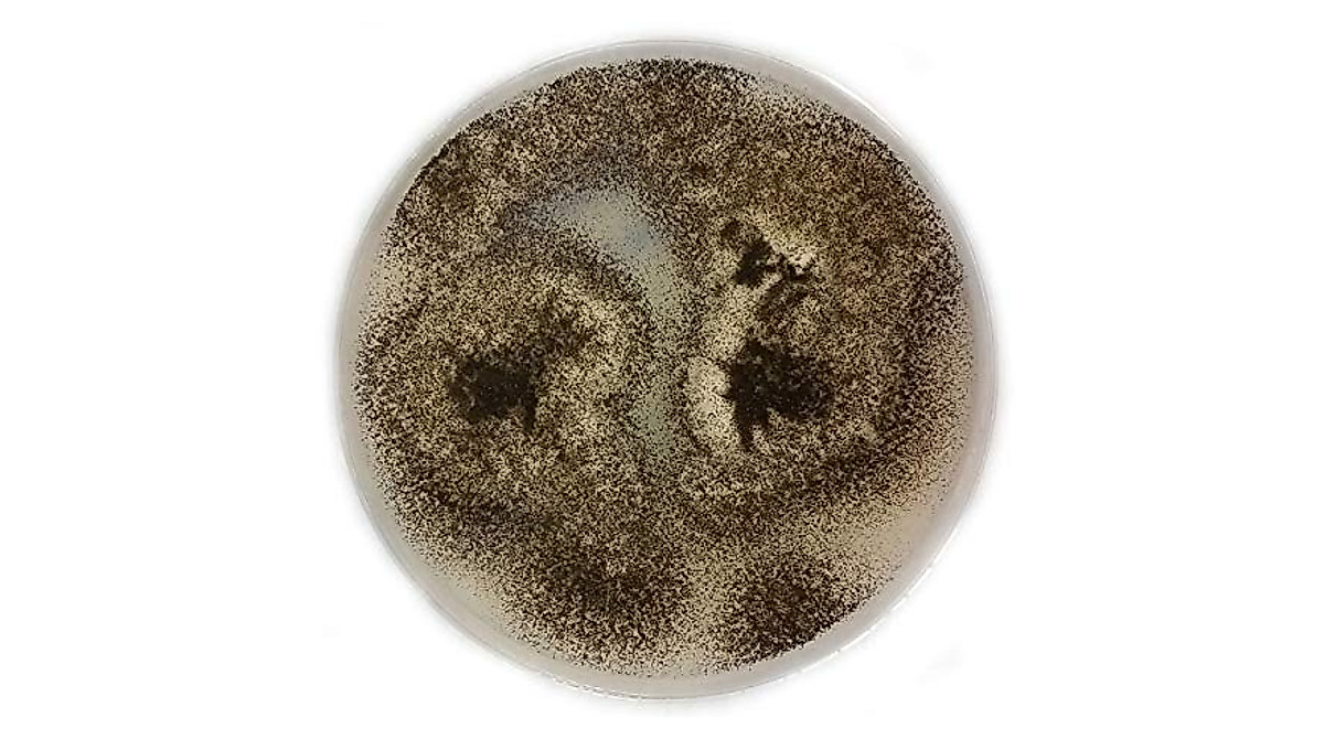 EZ BioResearch Potato Dextrose Agar Plates for Mushrooms