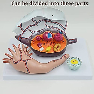 VNABO Removable Medical Model Female Reproductive System Anatomical Model Female Uterus and Ovary Structure Model Human Organ Model