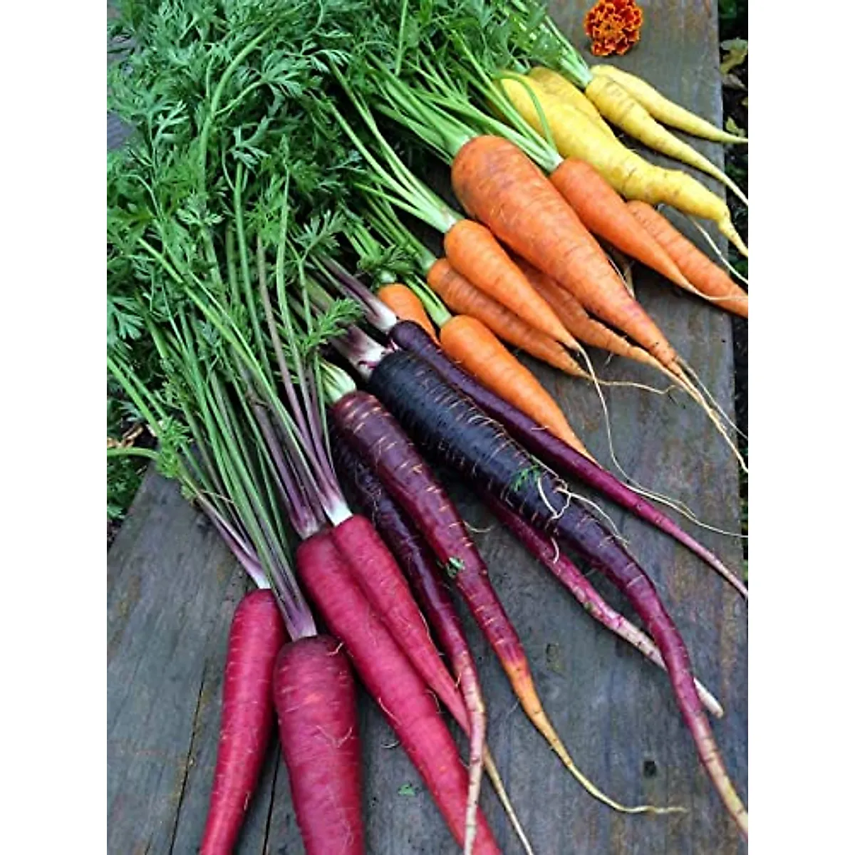 Rainbow Carrot Seeds - A Delicacy Prised by Gourmet Restaurants - 900 Seeds