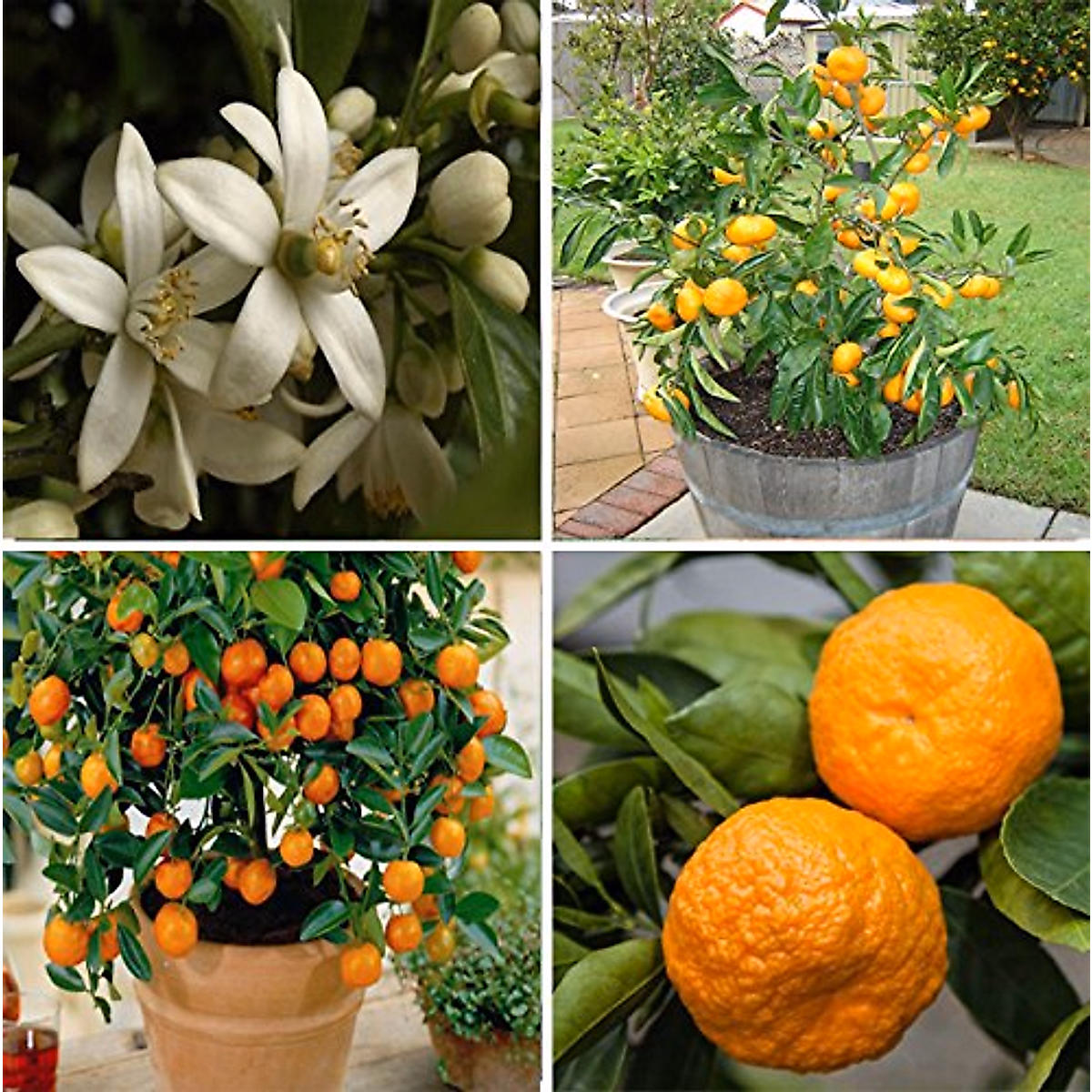 10 Edible Fruit Mandarin Bonsai Tree Seeds, Citrus Bonsai Mandarin Orange Seeds