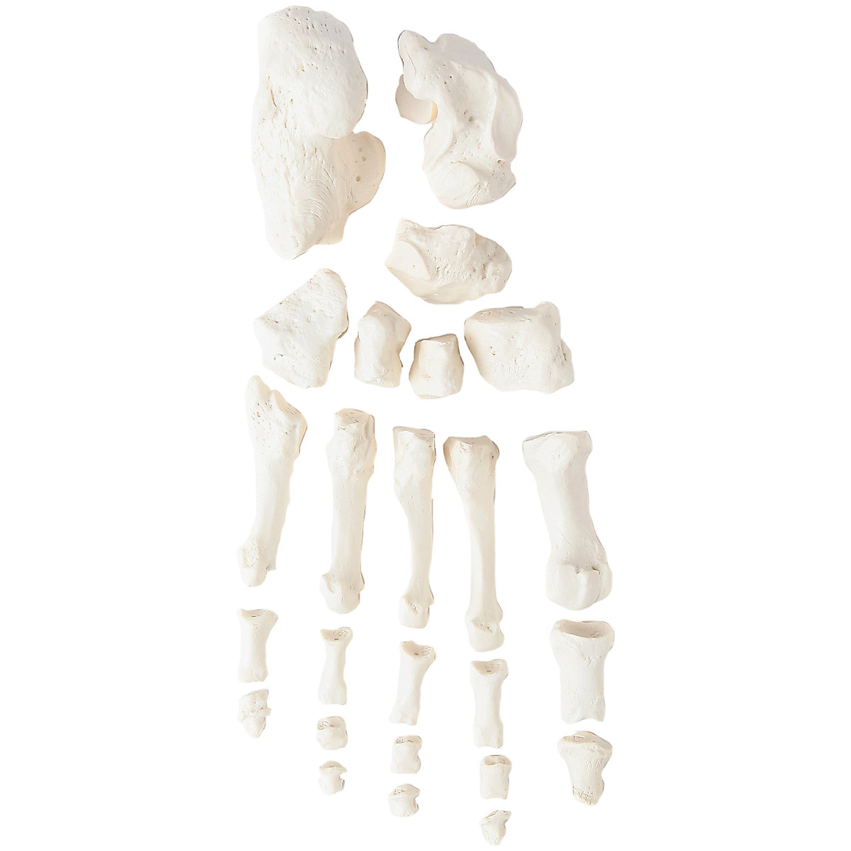 Axis Scientific Complete Disarticulated Human Skeleton Bundle, Includes 3 Part Human Skull, Life Size Bones, Articulated Hand and Foot Anatomy – Includes Detailed Product Manual