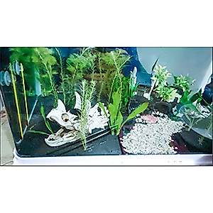 PetierWeit Resin Triceratops Skull Decoration Aquarium Dinosaur Ornaments Reptile Shelter Artificial Dinosaur Hideout Cave Landscape for Snake, Polypedatid, Fish, Shrimp