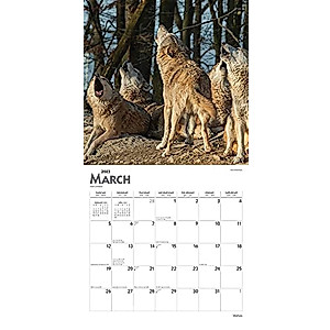 Wolves | 2023 12 x 24 Inch Monthly Square Wall Calendar | Foil Stamped Cover | BrownTrout | Wildlife Animals