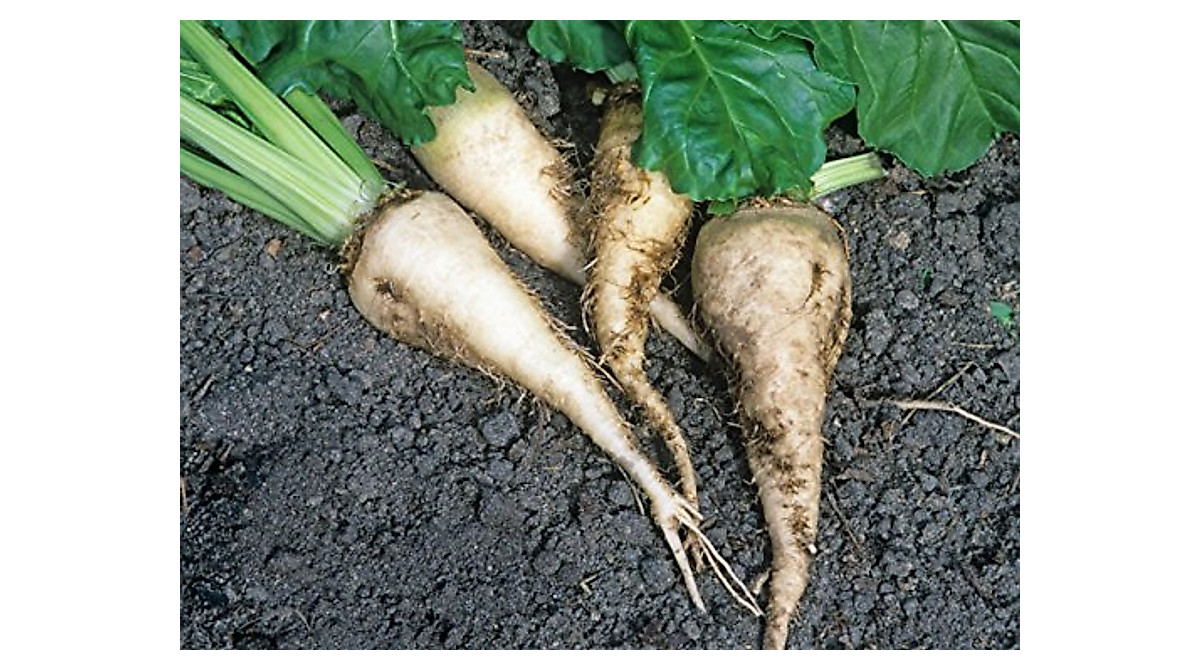 Grow Sugar Beets: 100+ Heirloom Non-GMO Seeds - Isla's Garden