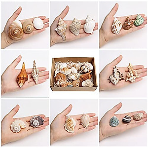 WeDoSoy 21PCS Hermit Crab Shells Large Medium Small | Sea Conch Size 1.2" - 3.9", Opening Size 0.5" - 2" | Growth Turbo Seashells for Natural Hermit Crab Supplies