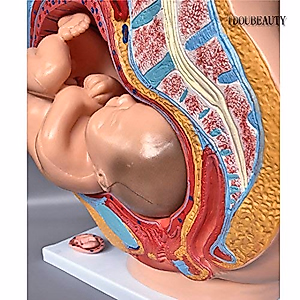 Medical Anatomical Pregnant Human Female Pelvis with Pregnancy 9 Months Baby Fetus Model Life Size with Removable Organs, 4-Parts, Hand Painted