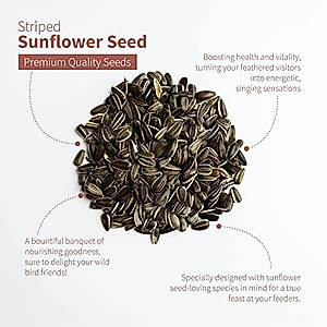 Schoen Farms Striped Sunflower Seeds for Birds, (3 Pound)