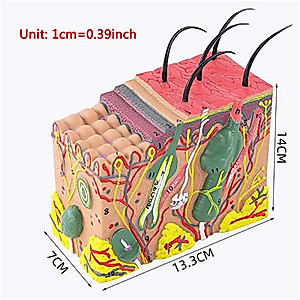 Educational Model Skin Model - 35X Enlarged Human Skin Anatomy Model - PVC Material Human Skin Model -for Science Classroom Teaching Study, lab Equipment