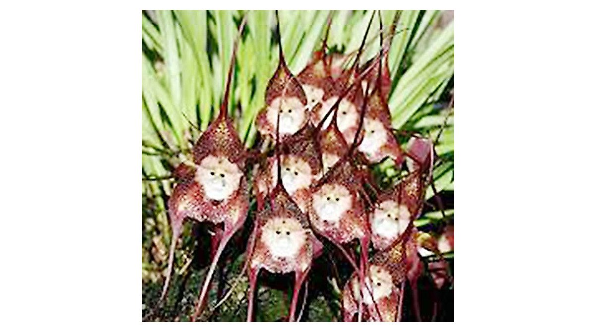 QAUZUY GARDEN 100 Mix Rare Monkey Face Orchid Seeds for Planting - Rare ...