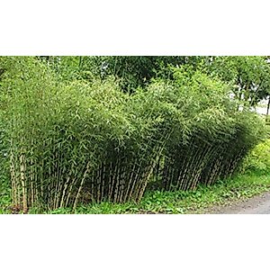 50 Rare Umbrealla Bamboo Seeds Privacy Plant Garden Clumping Exotic Shade Screen