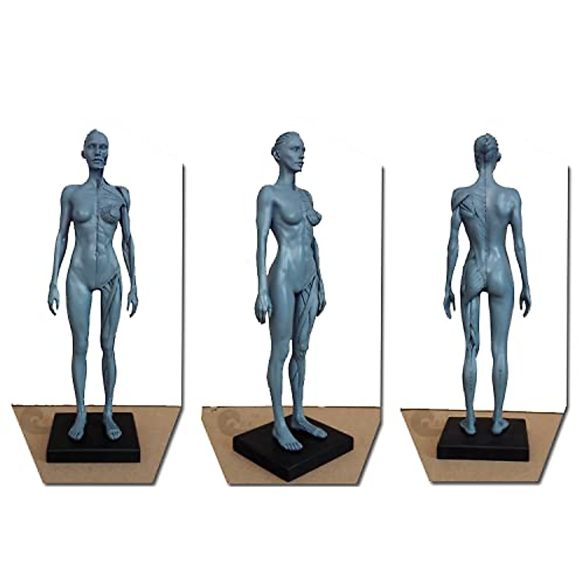 12 inch Resin Human Anatomical Anatomy Skull Head Body Model Muscle Bone Model Male and Female (Grey)