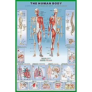 Laminated Illustrated Human Body Educational Anatomy Chart Poster 24x36