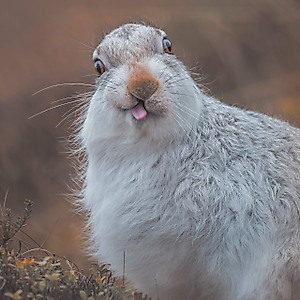 Comedy Wildlife 2021 Wall Calendar: (Funny Animal Monthly Calendar, Calendar with Photographs of Wild Animals Doing Funny Things)