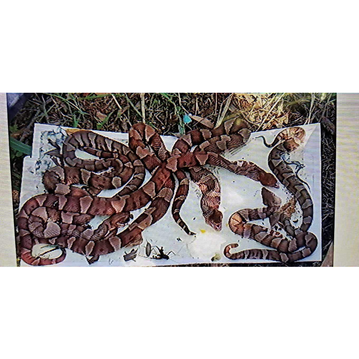 Snake Trap Large, (Foldable, Reusable 32"x10"x 3") with (1) Catch Insert, Commercial Grade, Made of Strong Corrugated Plastic in Alabama, USA