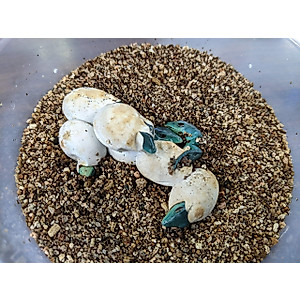 Josh's Frogs Vermiculite (10 Quarts)