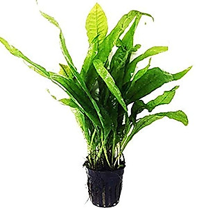 Greenpro Microsorum Pteropus Java Fern Tall Full Potted Live Aquarium Plants Decorations Freshwater Fish Tank