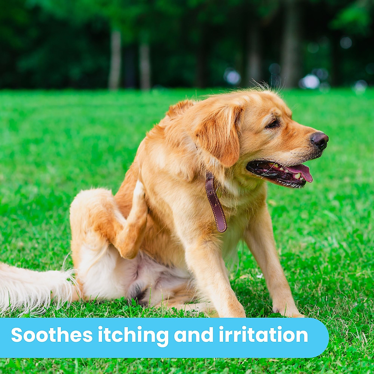 Pawtitas Itch Soother Dog Balm Relief from itching Skin, Flaky, Dry Coat, Hotspot, Rash and Damaged Skin Made with Organic Almond and Goldenseal Provide Instant Calmness for Your Travel Size 0.15 OZ