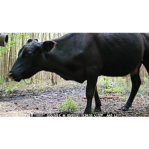 Spartan GoLive 4G LTE Trail Cameras,Live-Streaming, Anti-Theft GPS, On-Demand Image&Video Capture,Real-time Updates,Built-in Lithium Battery,Blackout with 32GB SD Cards - 2 PK (Verizon)