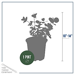Live Aromatic and Healthy Herb - Eucalyptus (6 Per Pack), Assorted Varieties - Natural Air Purifier, 8" Tall by 3" Wide in 1 Pint Pot