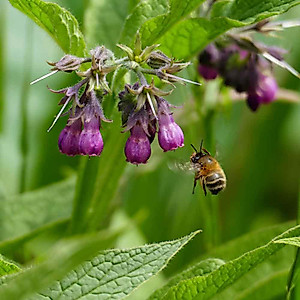 80 Symphytum Officinale Comfrey Seeds - Non-GMO Heirloom Fresh Garden Seeds