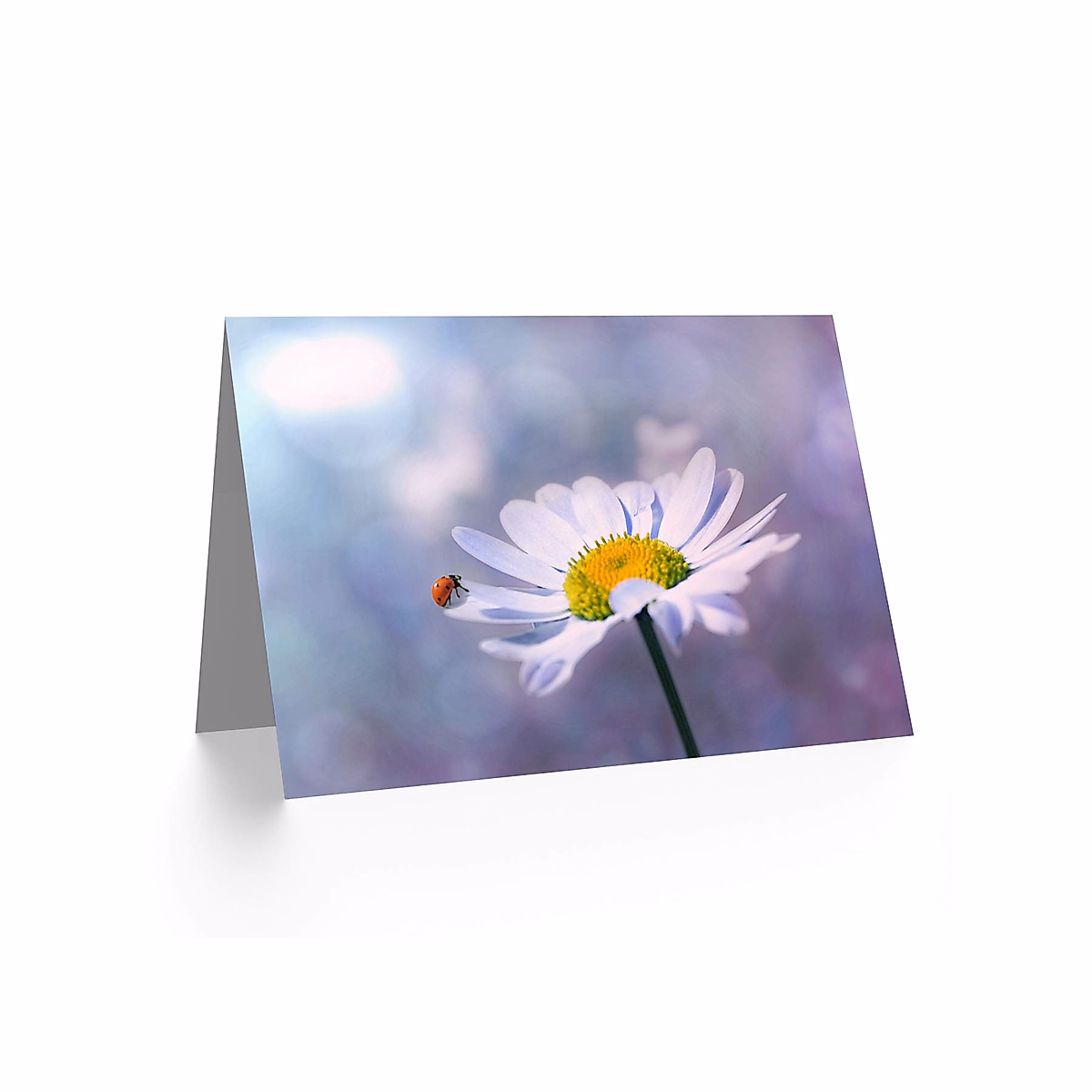 Wee Blue Coo GREETINGS CARD BIRTHDAY GIFT NATURE LADYBUG DAISY FLOWER CLOSE UP BOKEH