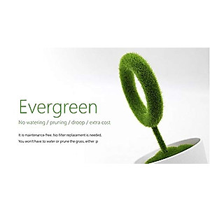 Rockwood Plant Air Purifier